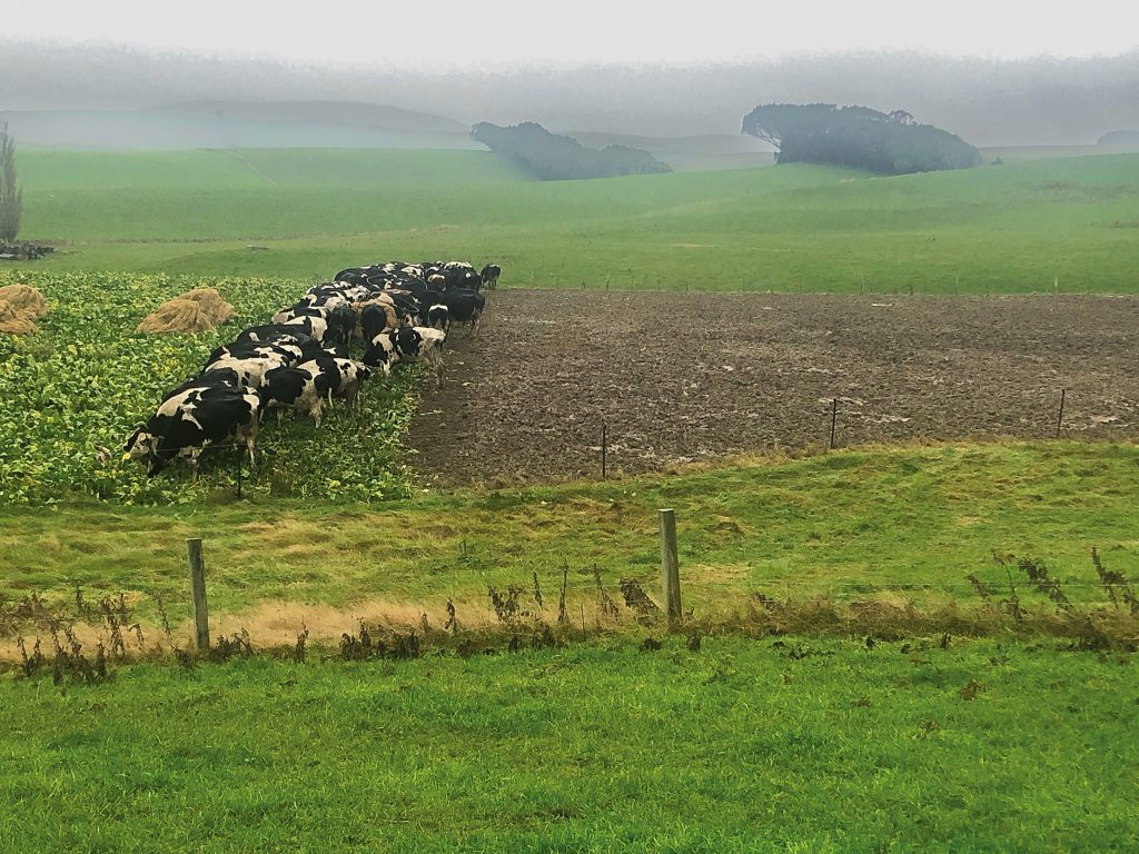 Meticulous planning key to winter forage crop management - CountryWide