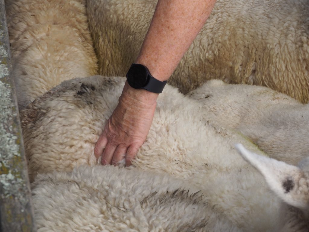 Body condition scoring drives performance - CountryWide